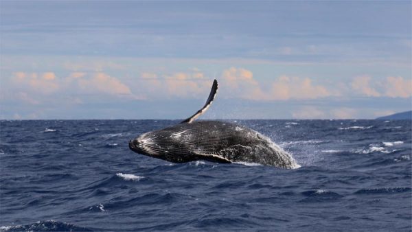 Prayer Inside the Belly of a Fish | Jonah - Christian Bible Church of ...